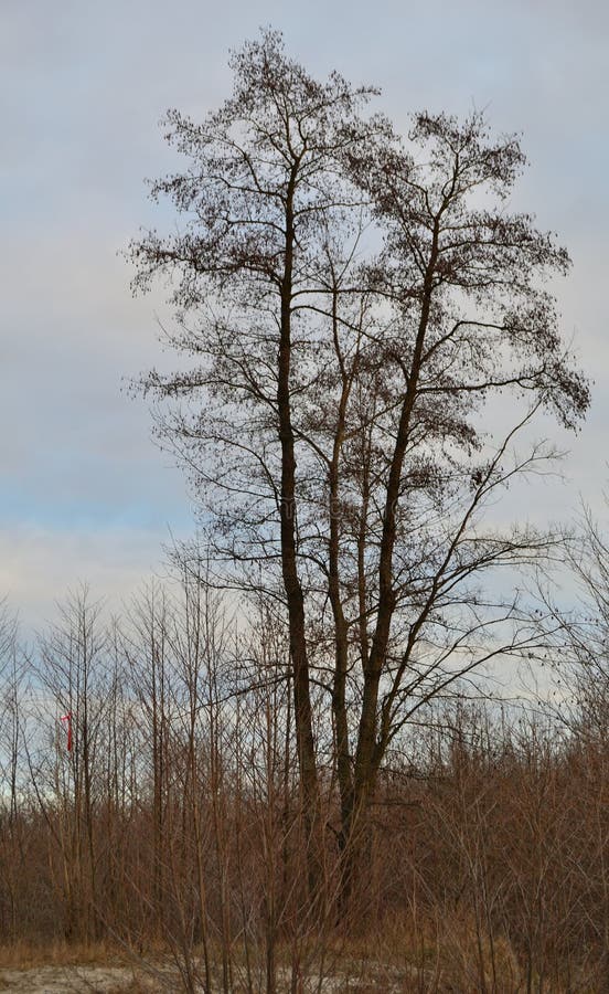 Three Trees without Leaves on a Sandy Shore Against a Sky Covered with ...