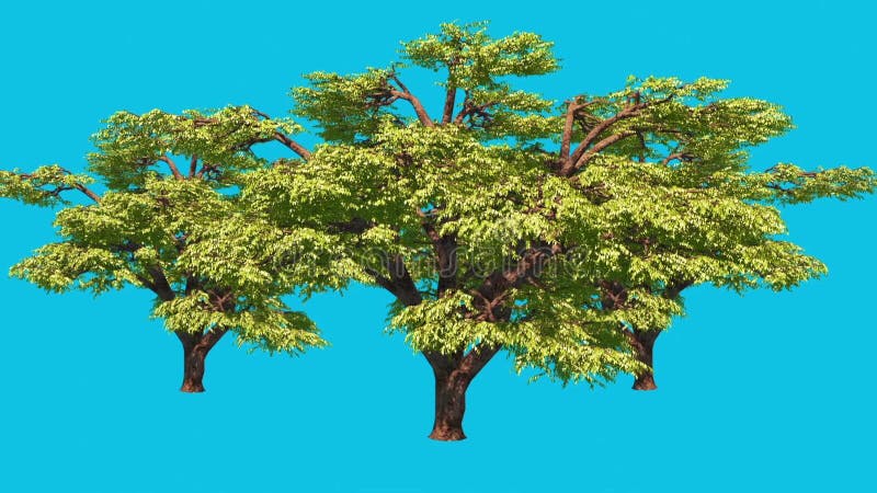 Three Trees Leaves Wind Blue Screen 3D Rendering Animation Stock Video ...