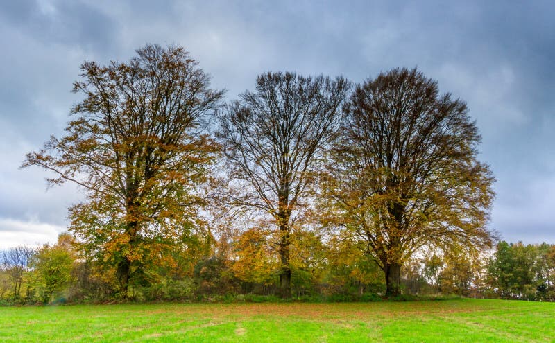 Three Trees on a Meadow in Autumn Colours Stock Image - Image of cloudy ...