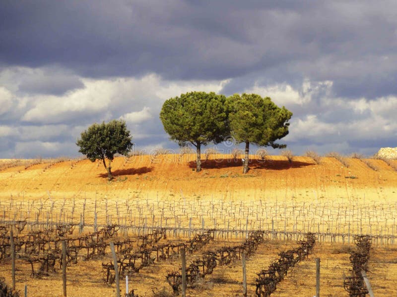 Grape Field in Spain in Winter Stock Photo - Image of wintertime, view ...