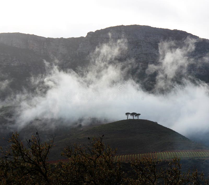 Three Trees on a Hill Overlooking a Vineyard Stock Photo - Image of ...