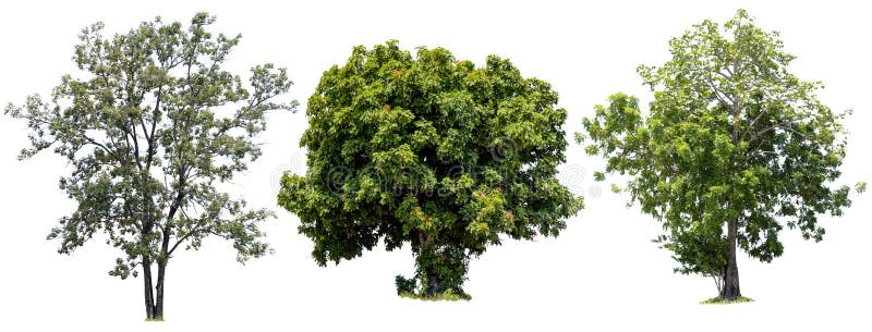 Three Trees are the Most Important Thing in the World Stock Photo ...