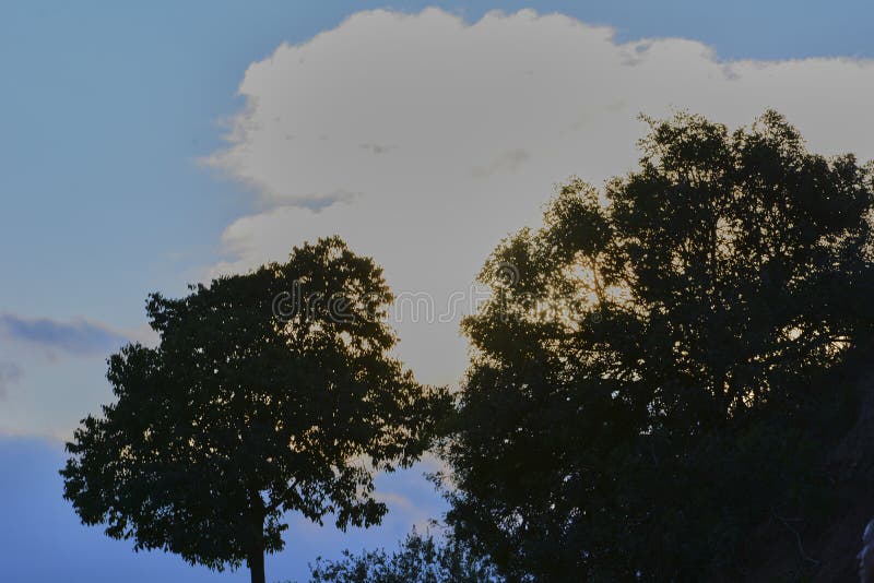 Three Trees in the Mountains Cover the Sun Stock Image - Image of ...