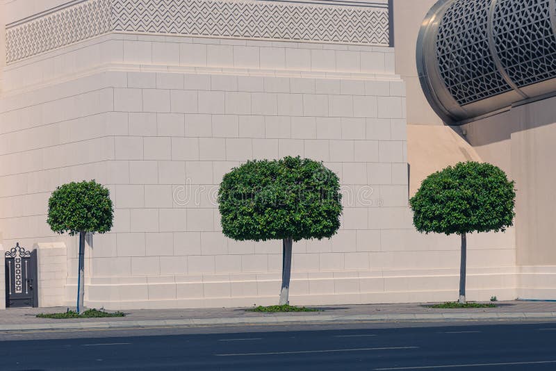 Three Trees on Muscat Avenue Stock Photo - Image of contemporary ...