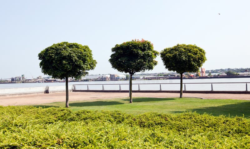 Three Trees Planted by River in City Stock Photo - Image of london ...