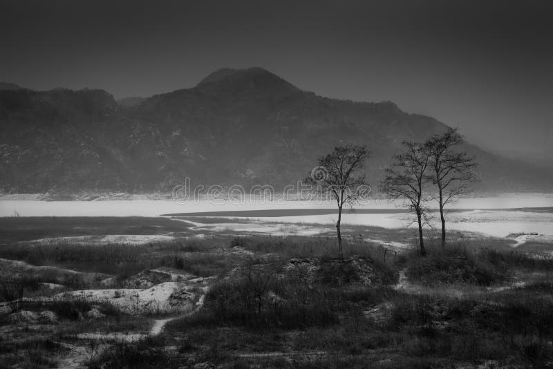 Three trees stock photo. Image of style, foggy, landscape - 37928360