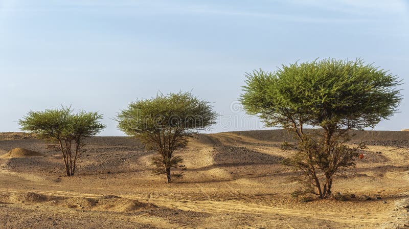 Three Trees in Sahara, Morocco Stock Photo - Image of color, africa ...