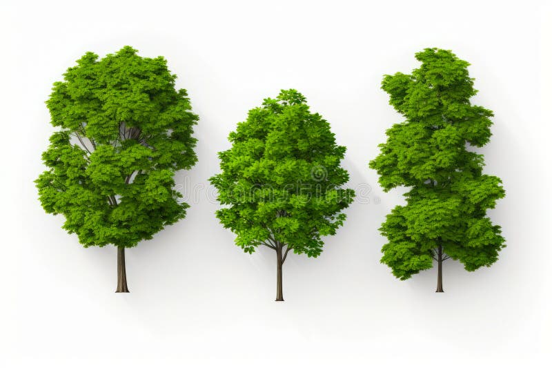 Three Trees are Shown in Three Different Stages of Growth, and the Top ...