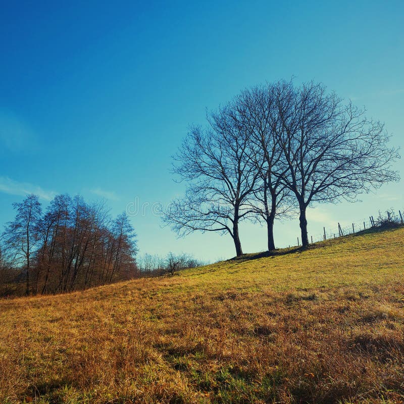 Three trees stock photo. Image of processed, forming - 255282614