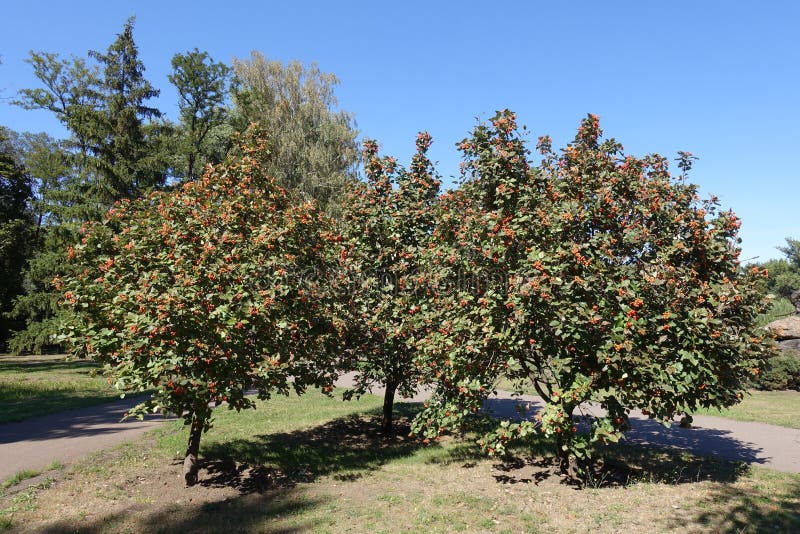 Three Trees of Sorbus Aria with Berries Stock Photo - Image of garden ...