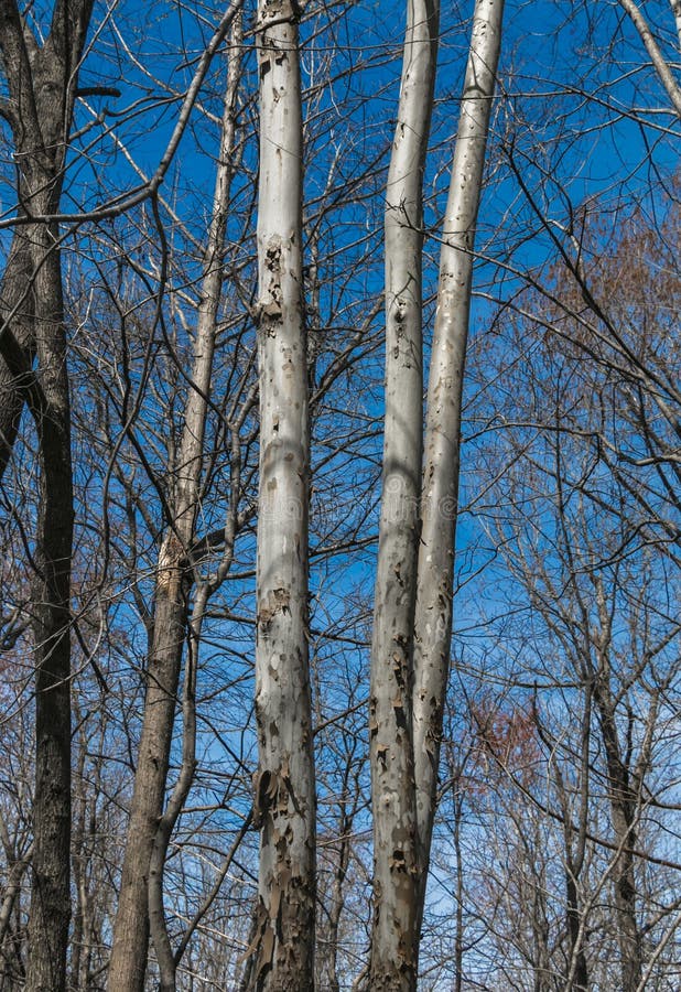 Three Trees stock photo. Image of curving, grunge, branches - 77448466