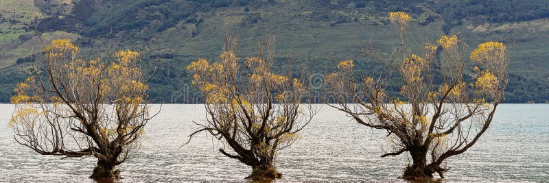 Three Trees Growing in a Lake Stock Photo - Image of banks, beautiful ...