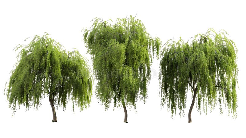 Three Trees with Different Colored Leaves, One is Yellow, One is Red on ...