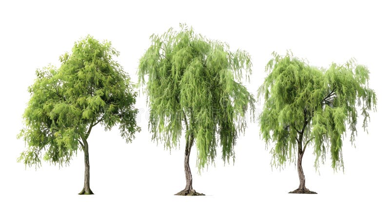 Three Trees with Different Colored Leaves, One is Yellow, One is Red on ...