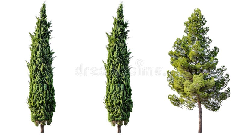 Three Trees with Different Colored Leaves, One is Yellow, One is Red on ...