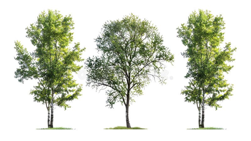 Three Trees with Different Colored Leaves, One is Yellow, One is Red on ...