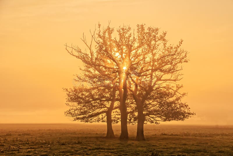 Three trees stock photo. Image of field, scenery, sunlight - 50177868
