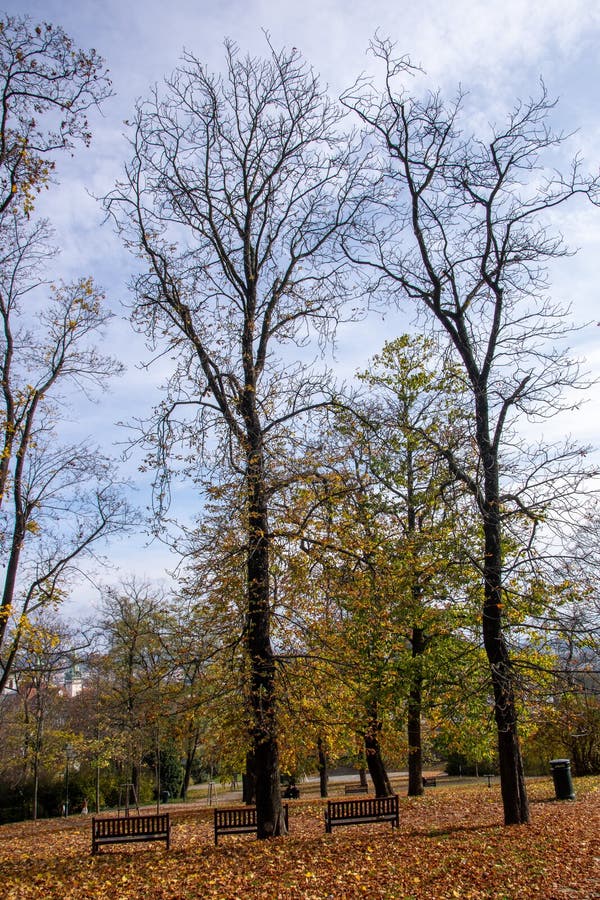 Three Trees and Three Benches Stock Photo - Image of colorful, trees ...