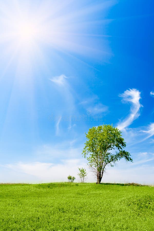 Three trees under the sun stock photo. Image of leaves - 9552600