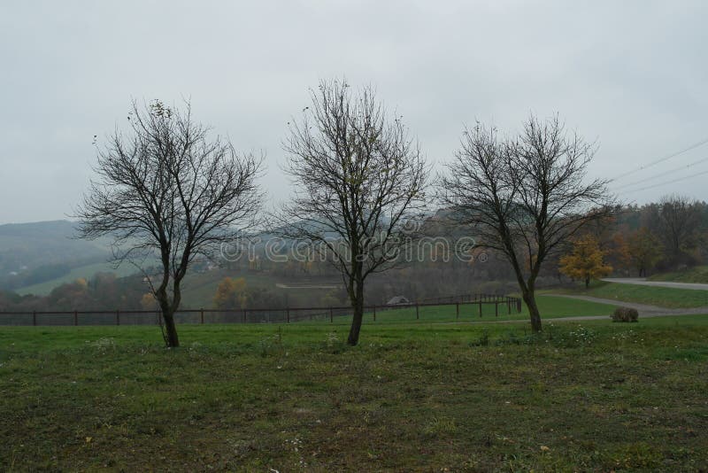 Three trees stock image. Image of nature, soil, trees - 47517539