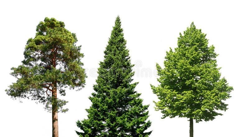 Three trees on white stock photo. Image of spruce, conifer - 11361176