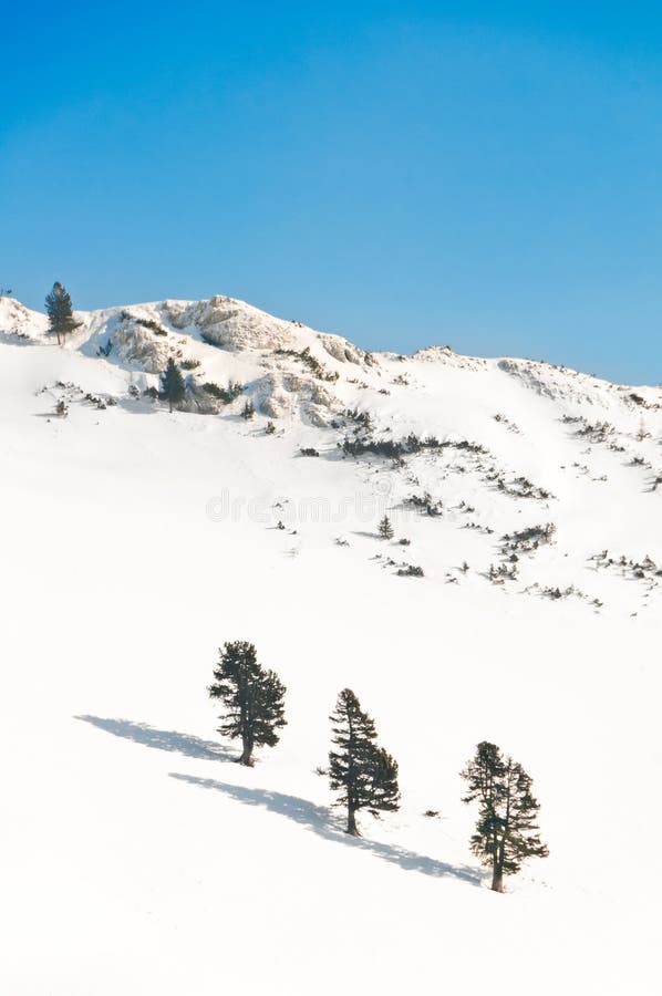 Three Trees on a White Mountain in Winter Stock Photo - Image of ...