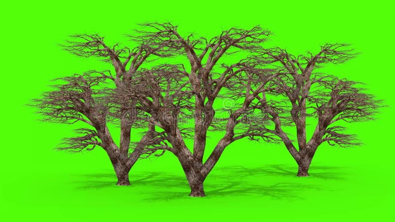 Three Trees Wind Green Screen 3D Rendering Animation 4K Stock Footage ...