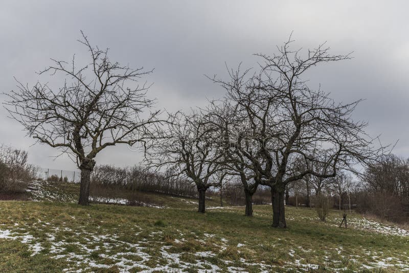 Three Trees in Winter Landscape Stock Image - Image of outdoors, frozen ...