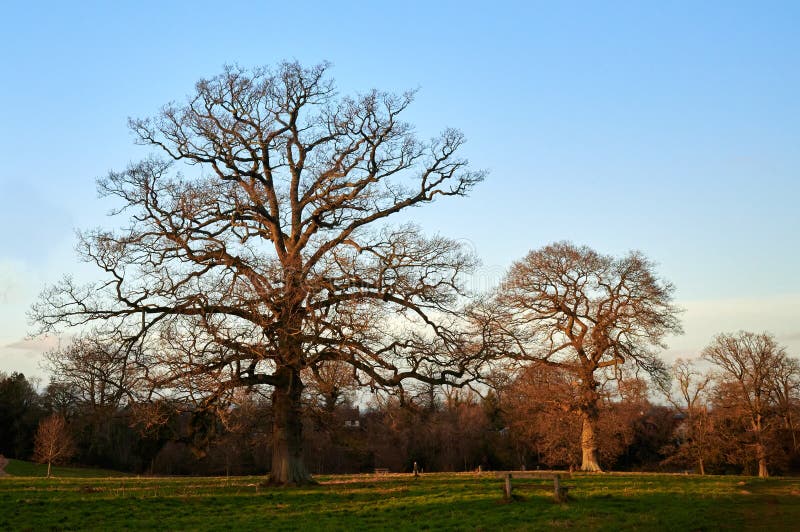 Three Trees in Winter in Park in Winter Under Low Sun at Golden Hour ...