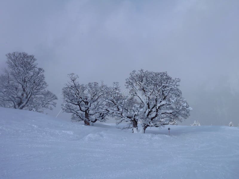Three Trees in a Winter Snow Landscape Stock Photo - Image of mountains ...