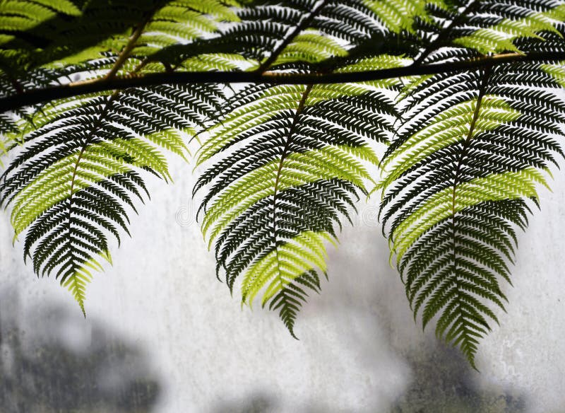 Three tropical fern leaves stock photo. Image of trio - 66725816