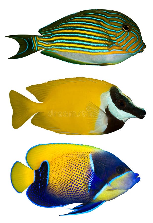 Three Tropical Fishes stock image. Image of colored, tropic - 3637823