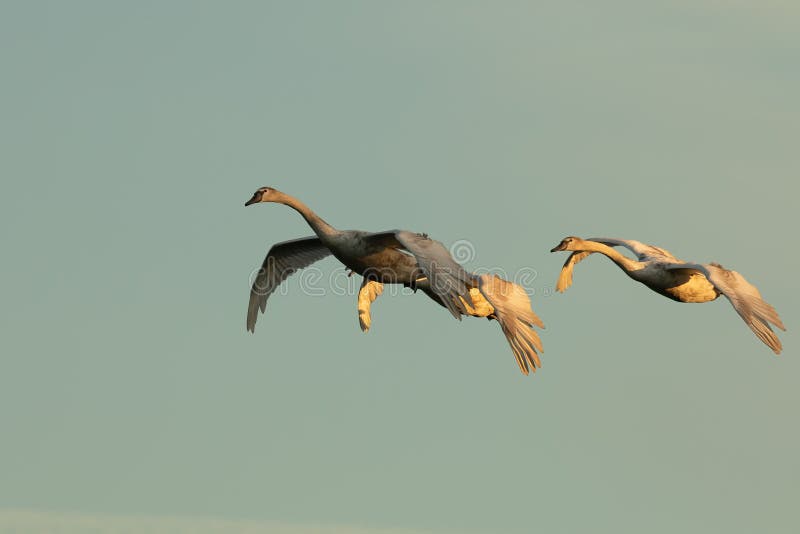 Three Trumpeter Swans Flying in the Sky at Sunset. Cygnus Buccinator ...