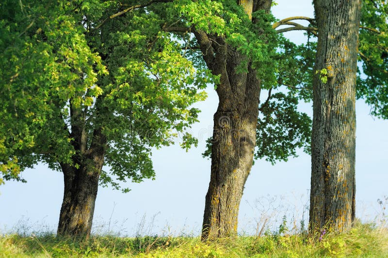 Three Tree Copse stock photo. Image of quercus, trees - 5915522