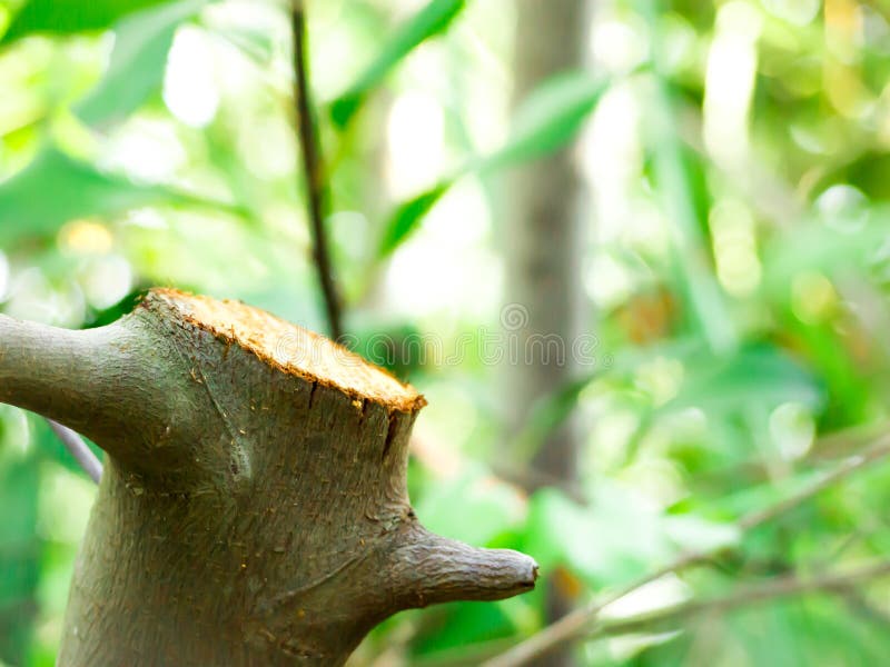The Three Trunk in the Forest Stock Photo - Image of lumber, tree: 52423136