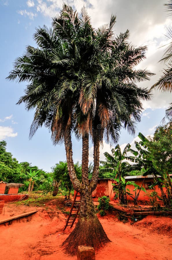 Triple Stalk Palm Tree stock photo. Image of krobo, buildings - 26696222