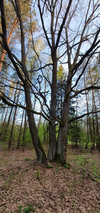 Three Trunks of Oak Tree in Spring Forest Stock Image - Image of forest ...