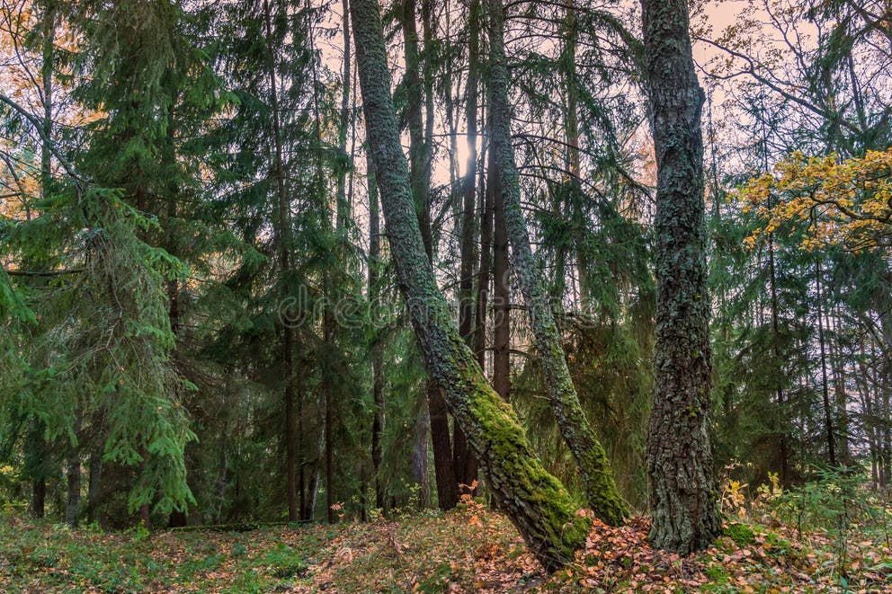 Three Trunks from One Tree in the Forest Stock Photo - Image of nature ...