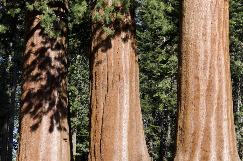 Sequoia Circle stock photo. Image of foliage, outlines - 25913272