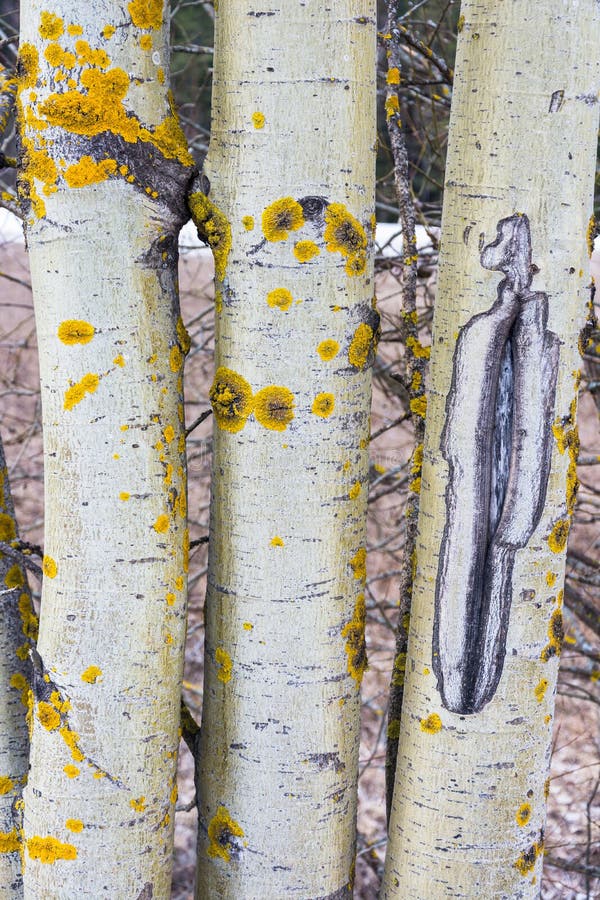 Three trunks of trees. stock photo. Image of plant, background - 55476568