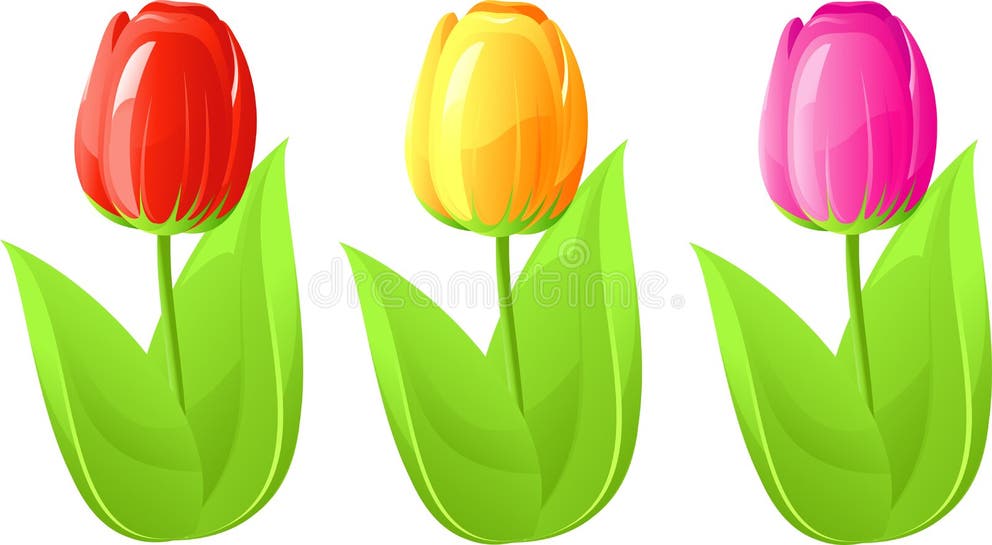 Three tulip stock vector. Illustration of leaf, tulips - 8406475