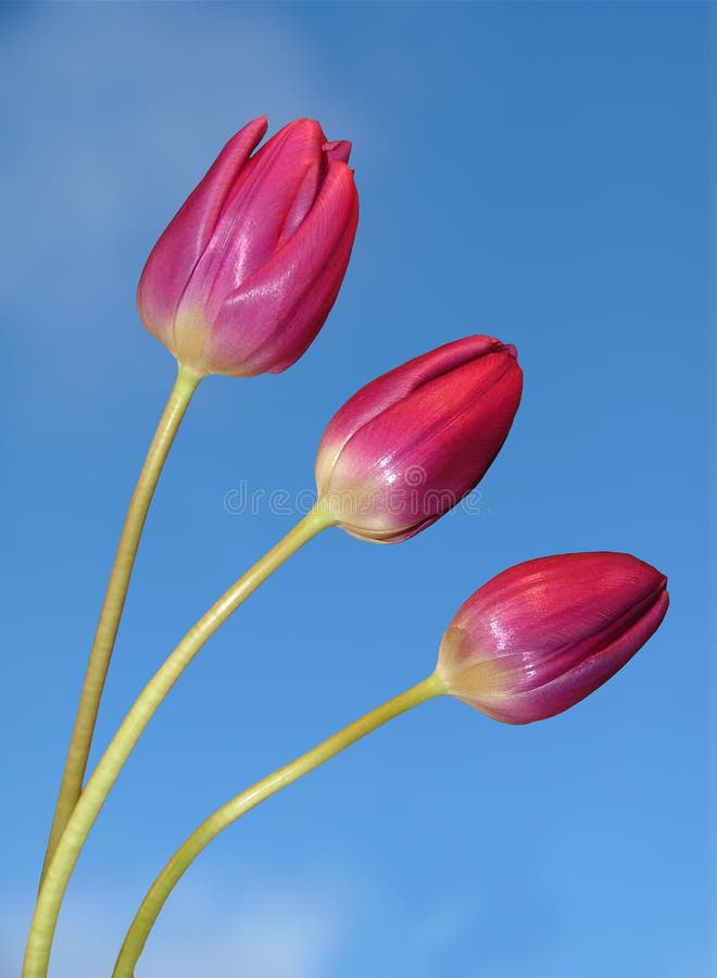 Three tulips stock photo. Image of stems, fresh, bulb, spring - 101268
