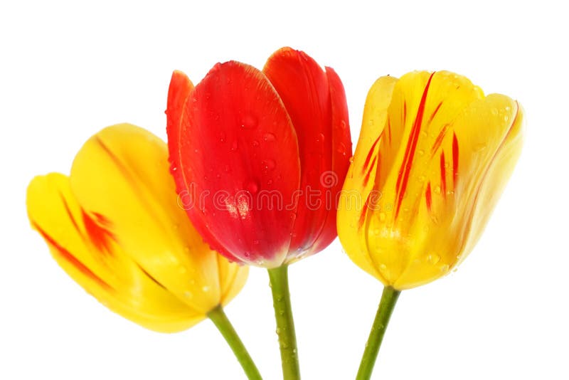 Three Tulips stock photo. Image of nature, bloom, contour - 2077832