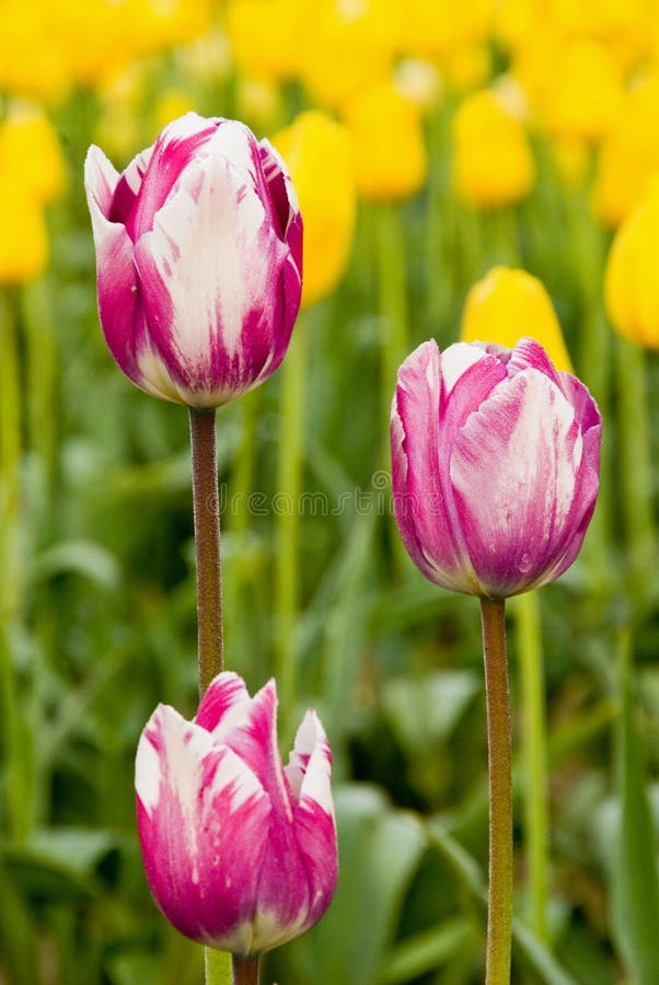 Spring flowers panorama stock photo. Image of tulip, narcissus - 4800194