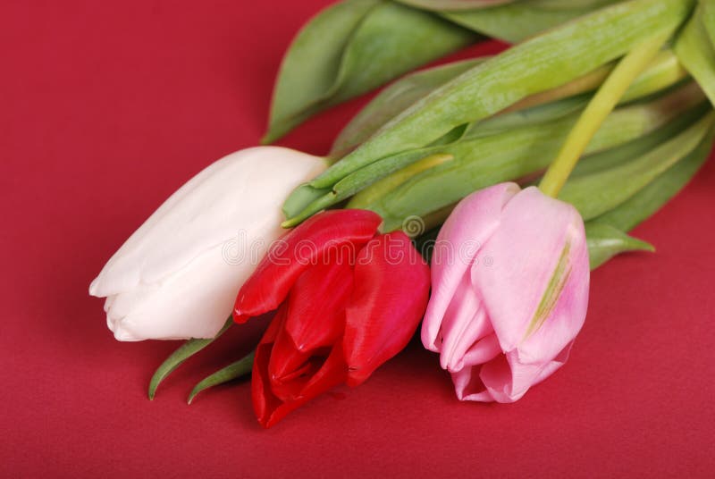 Three tulips stock image. Image of decoration, spring - 23171791