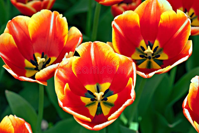 Three tulips stock image. Image of yellow, macro, beautiful - 24064209