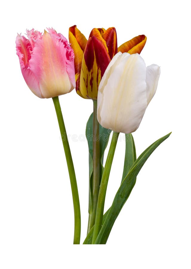 Three tulips stock photo. Image of blossom, greeting - 24533830