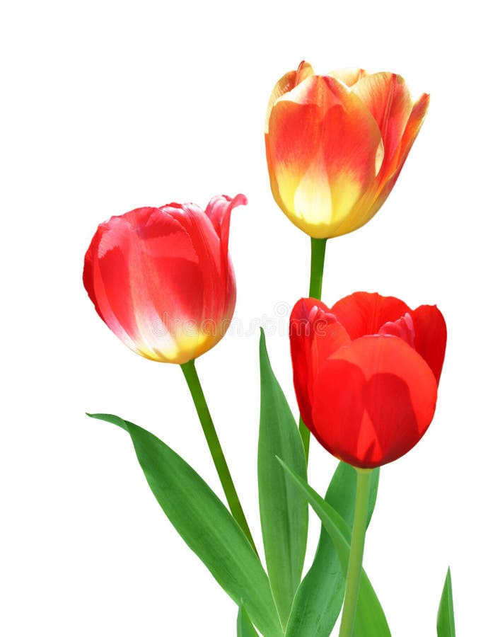 Three Tulips stock image. Image of seasonal, spring, beautiful - 5261929