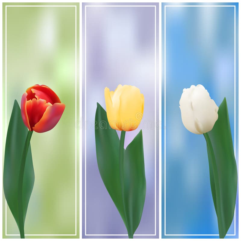 Three tulips banner stock vector. Illustration of floral - 68390211