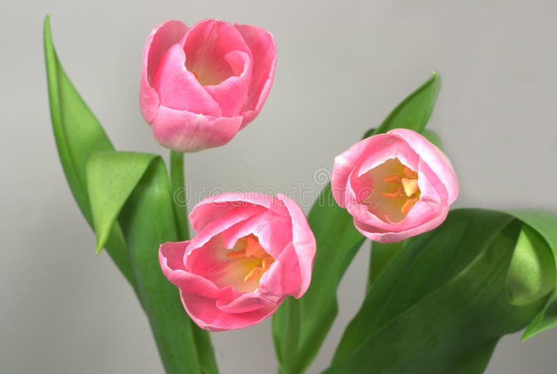 Three tulips bouquet stock photo. Image of flowers, give - 13343858